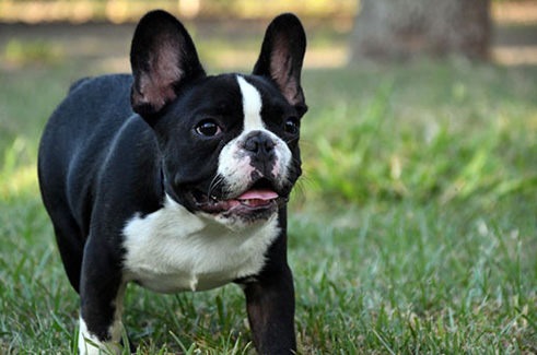 Training Old – Dobbin Dog Ranch